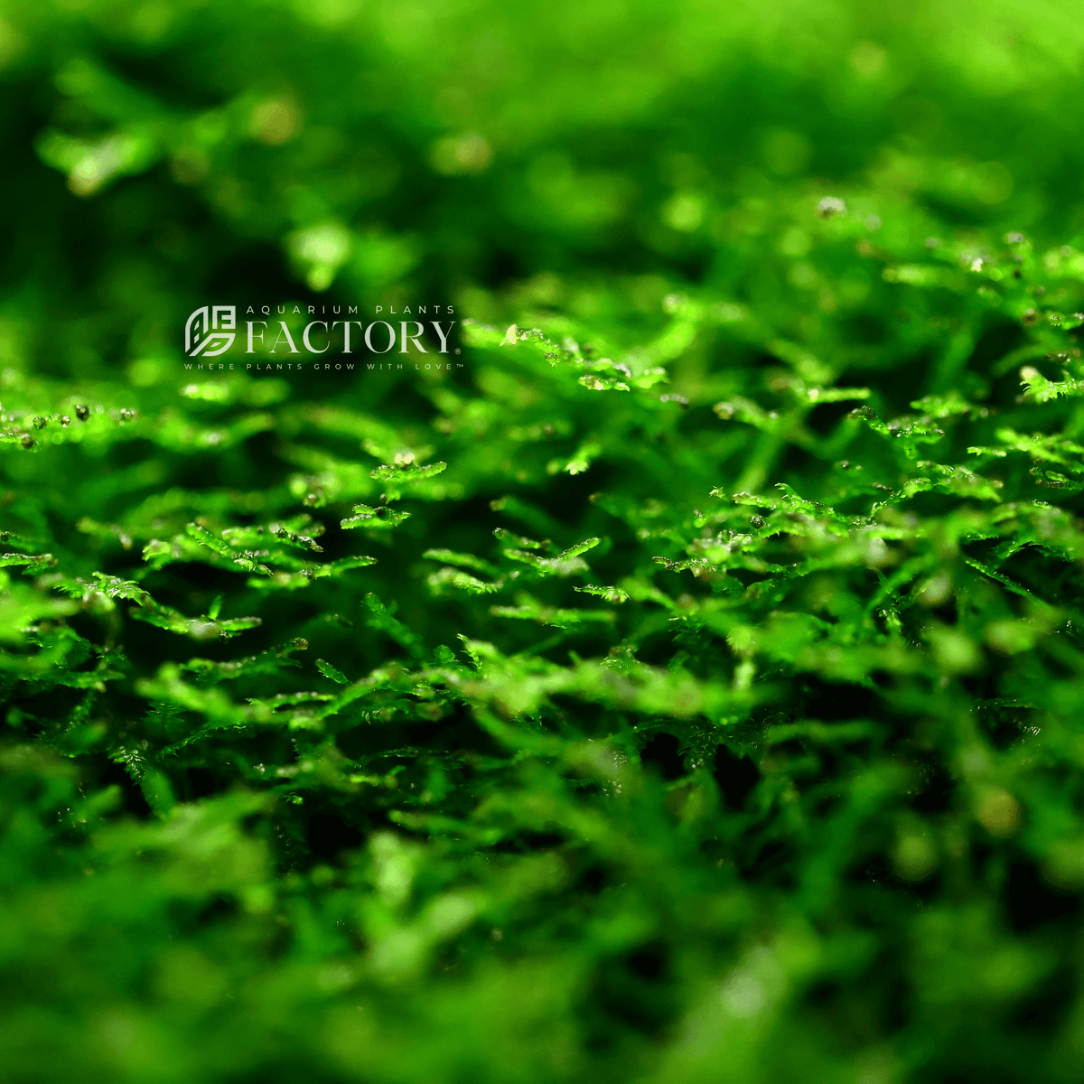 Aquatic Mosses Collections APF Aquascape Aquarium Plants Factory®