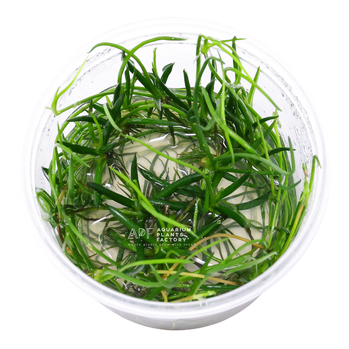 Littorella Uniflora Tissue Culture | APF Aquarium Plants Factory®
