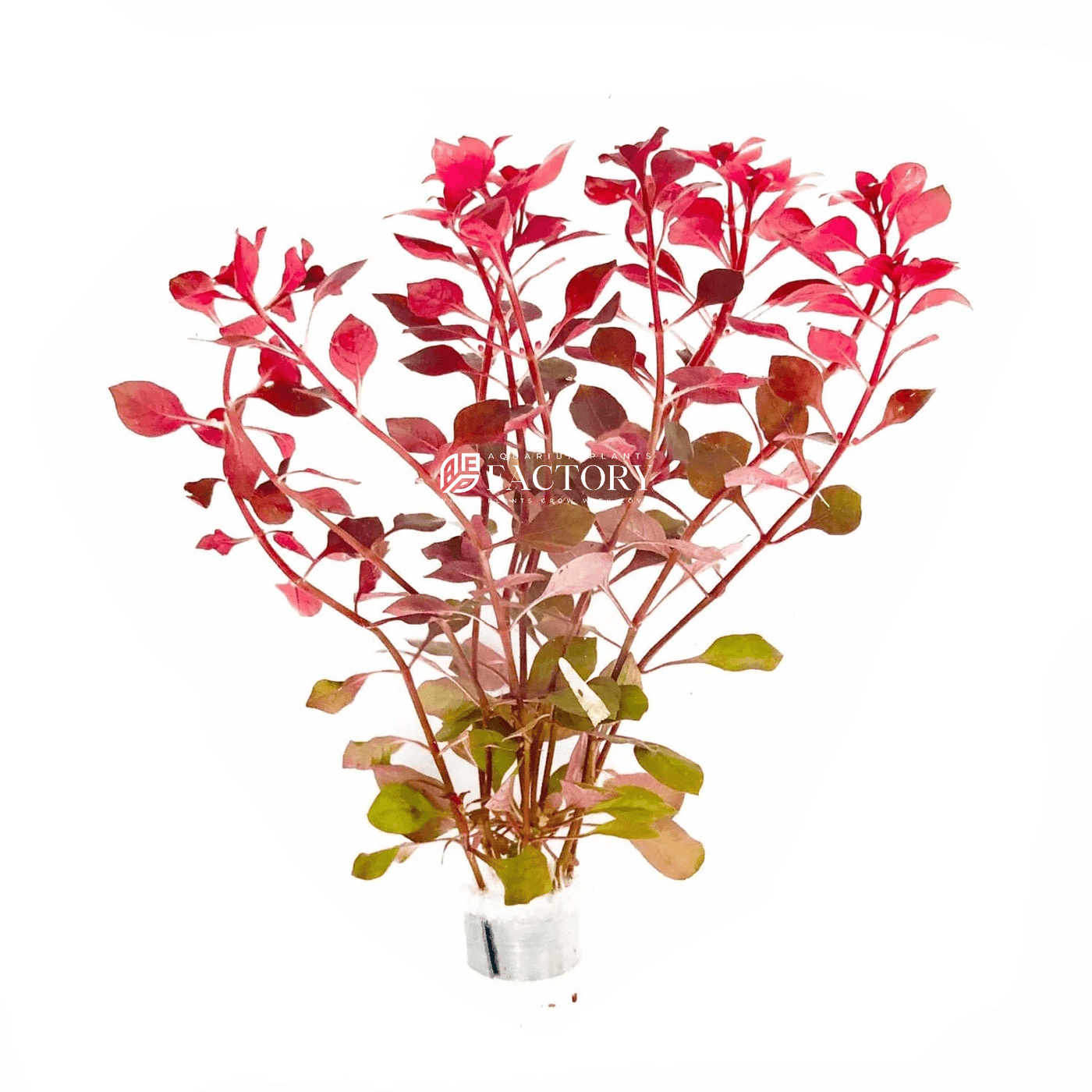 Ludwigia Super Red Mini | APF Aquarium Plants Factory®