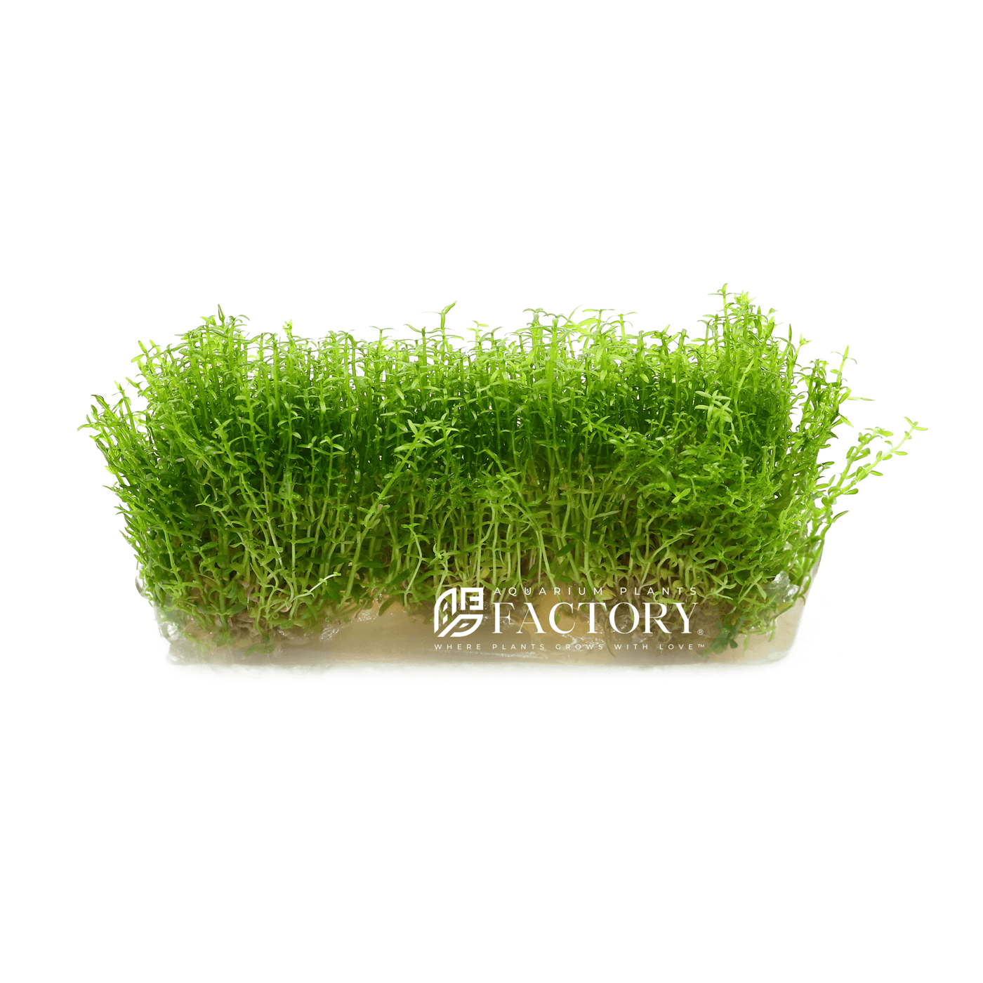Microcarpaea Minima | APF Aquarium Plants Factory®