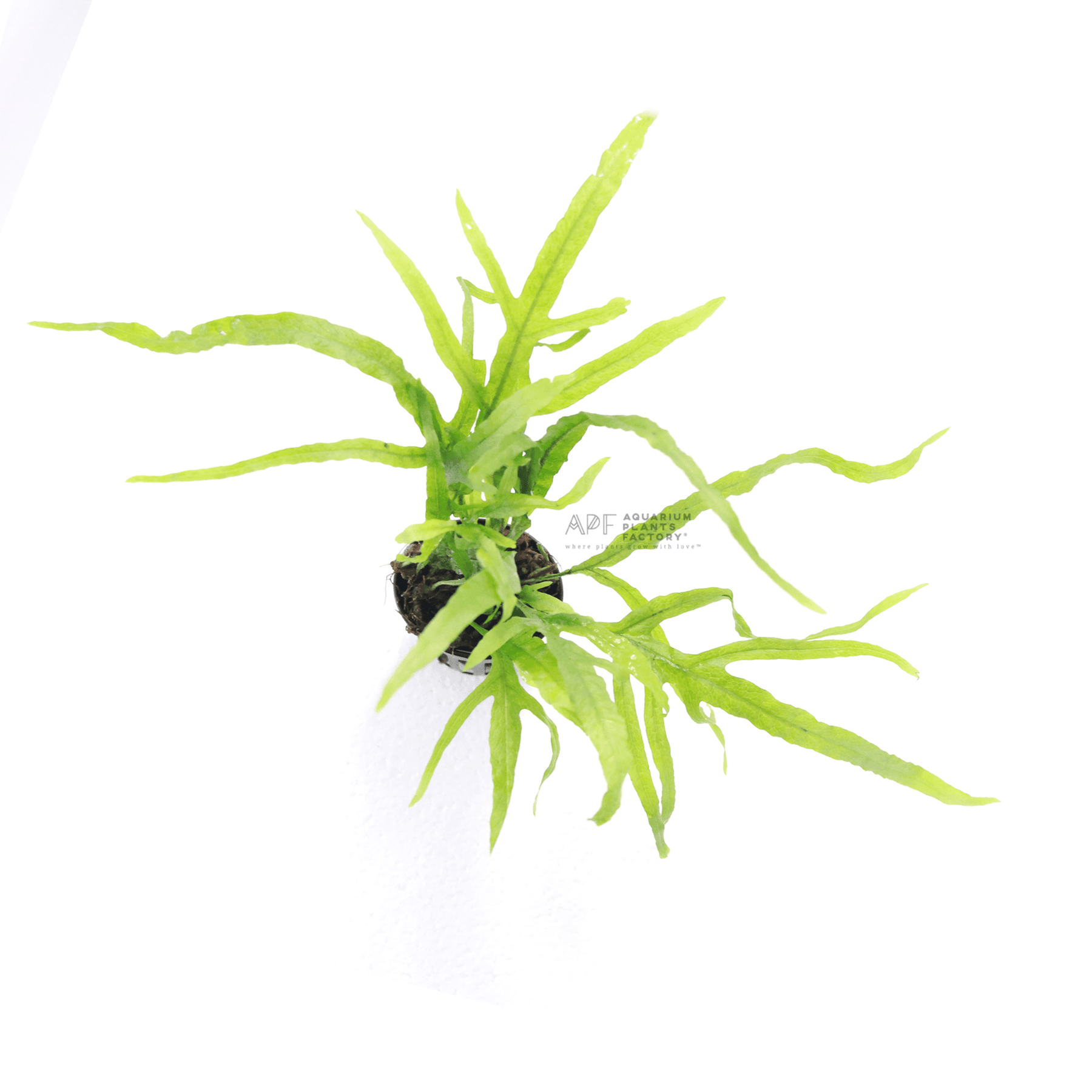 Microsorum Pteropus Trident Java Fern APF Aquarium Plants Factory®