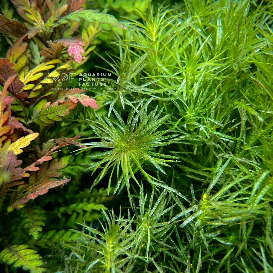 Najas Guadalupensisa / Guppy Grass | Aquarium Plants Factory®