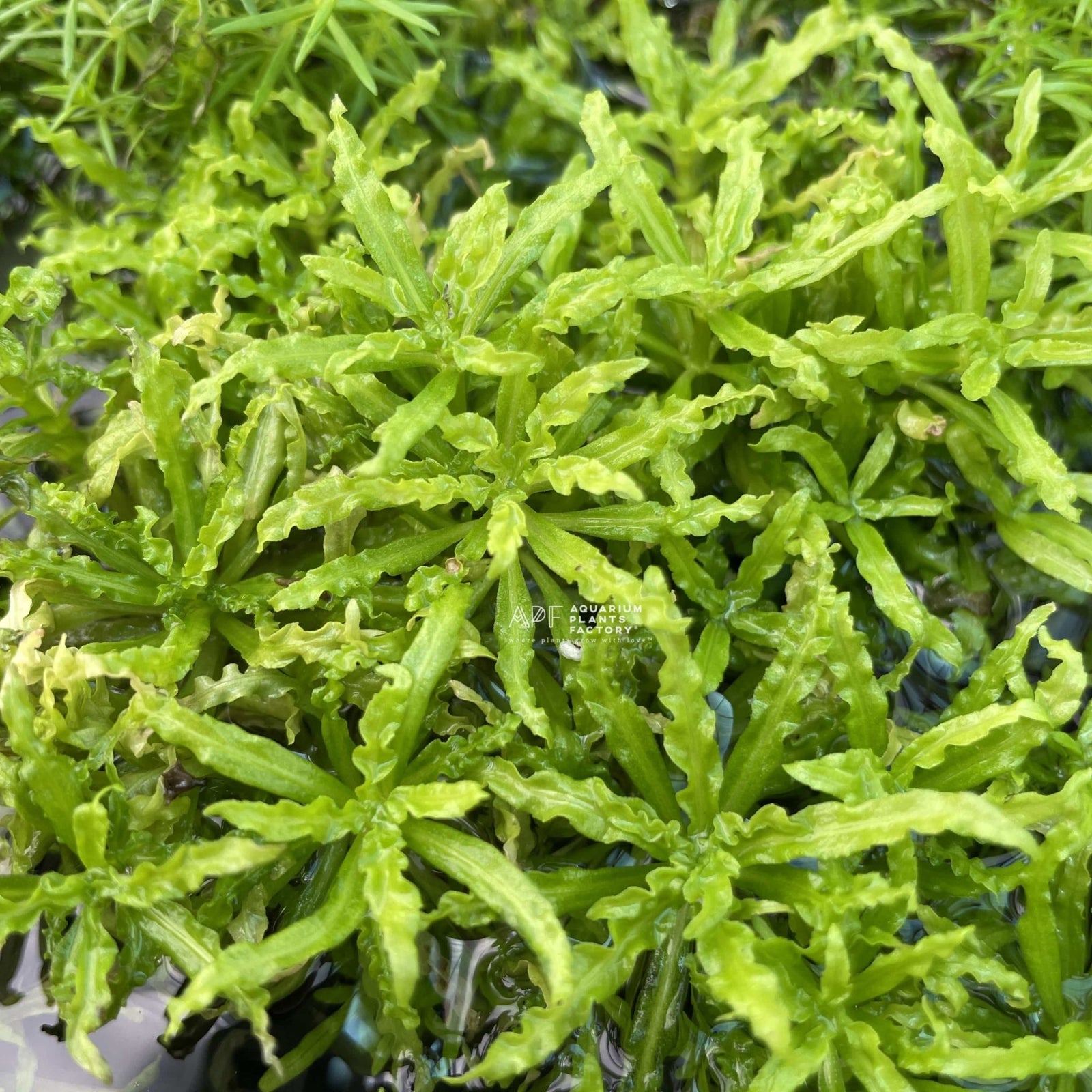 Pogostemon Helferi 'Downoi' | APF Aquarium Plants Factory®