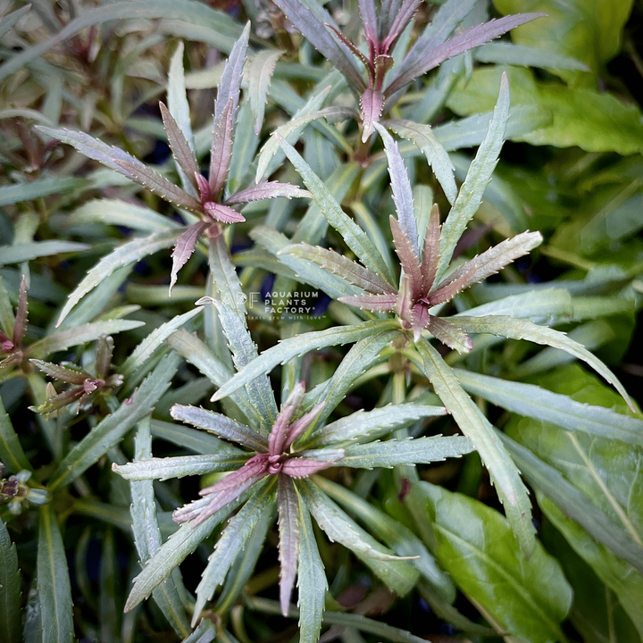Pogostemon Plants Collection | Aquarium Plants Factory®