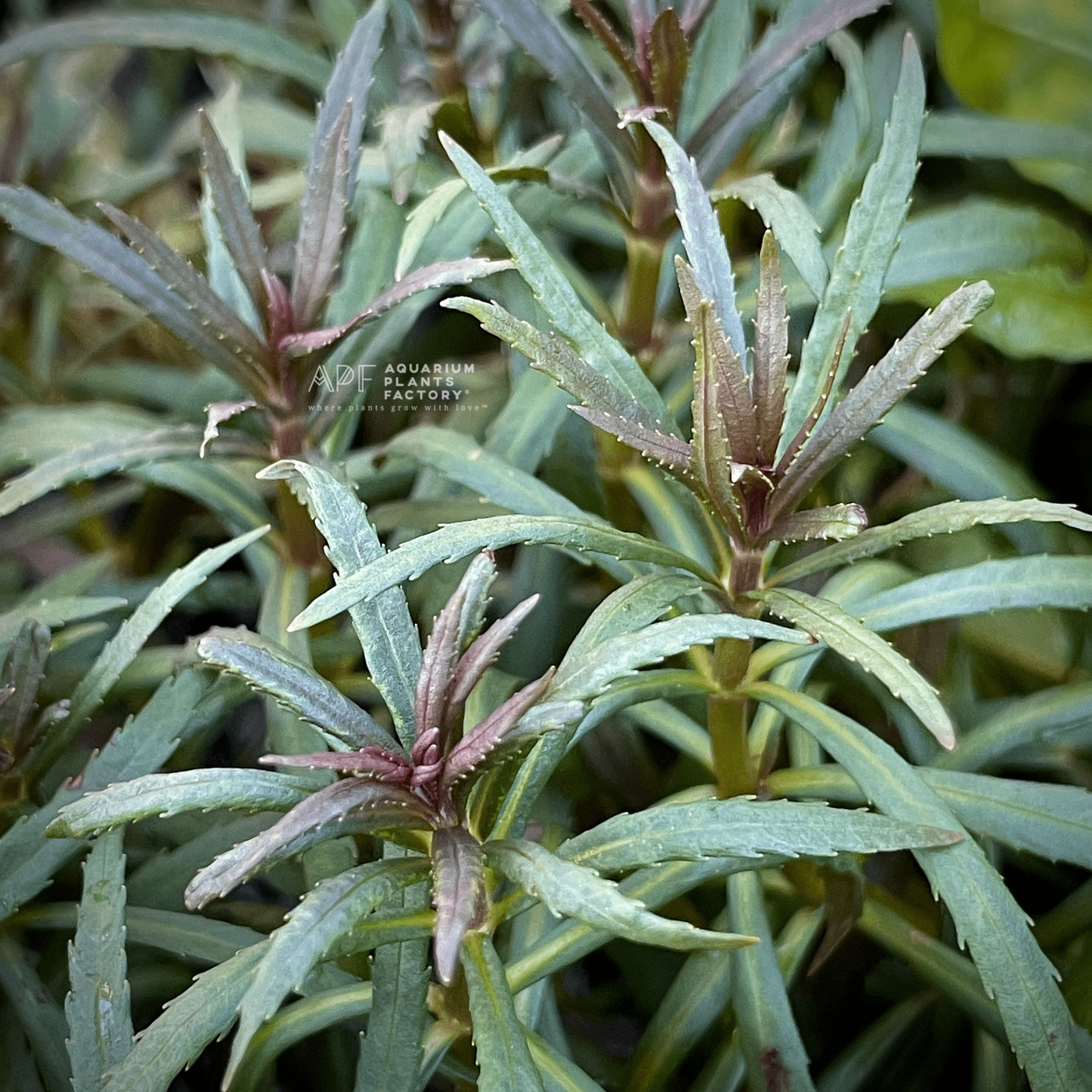 Pogostemon Plants Collection | Aquarium Plants Factory®