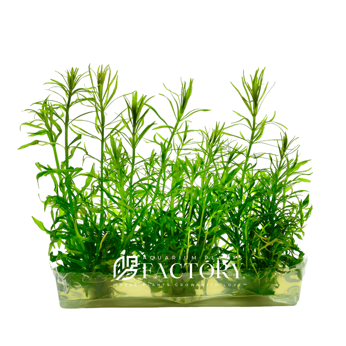 Pogostemon Stellatus Dassen Tissue Culture | APF Aquarium Plants Factory®