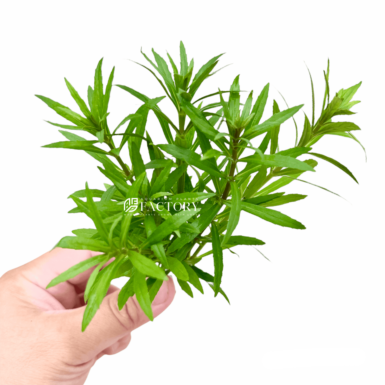 Pogostemon Octopus | APF Aquarium Plants Factory®