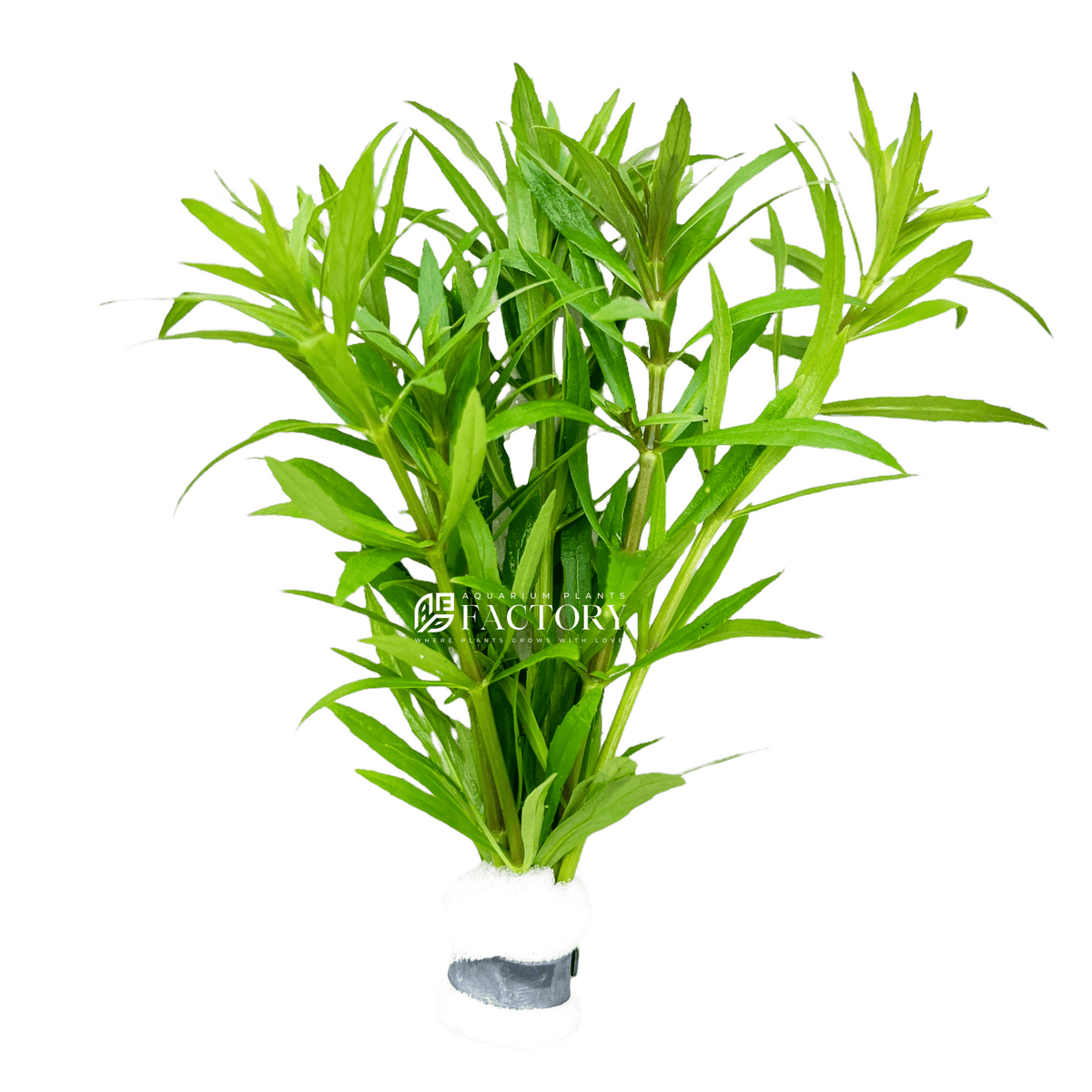 Pogostemon Octopus | APF Aquarium Plants Factory®