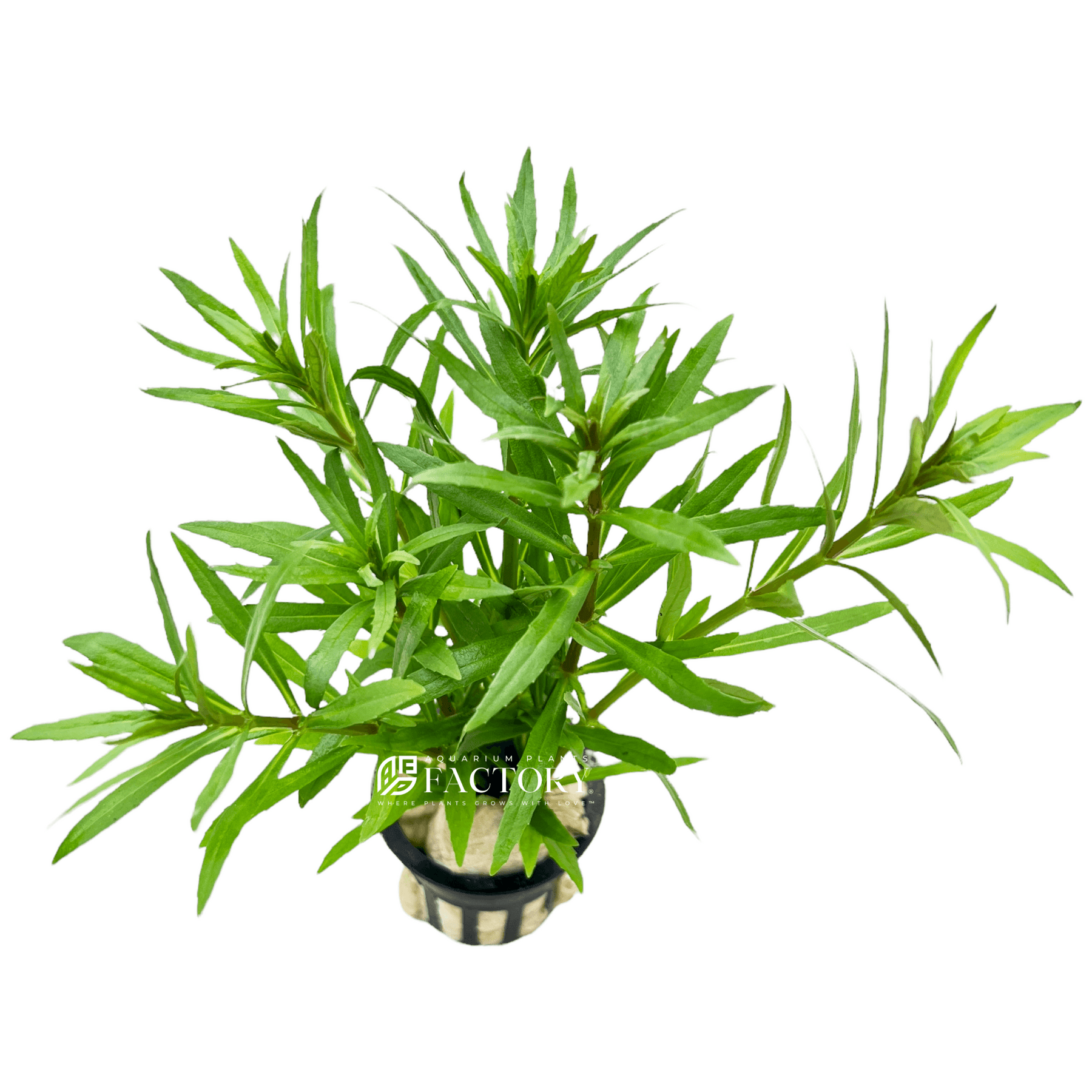 Pogostemon Octopus | APF Aquarium Plants Factory®