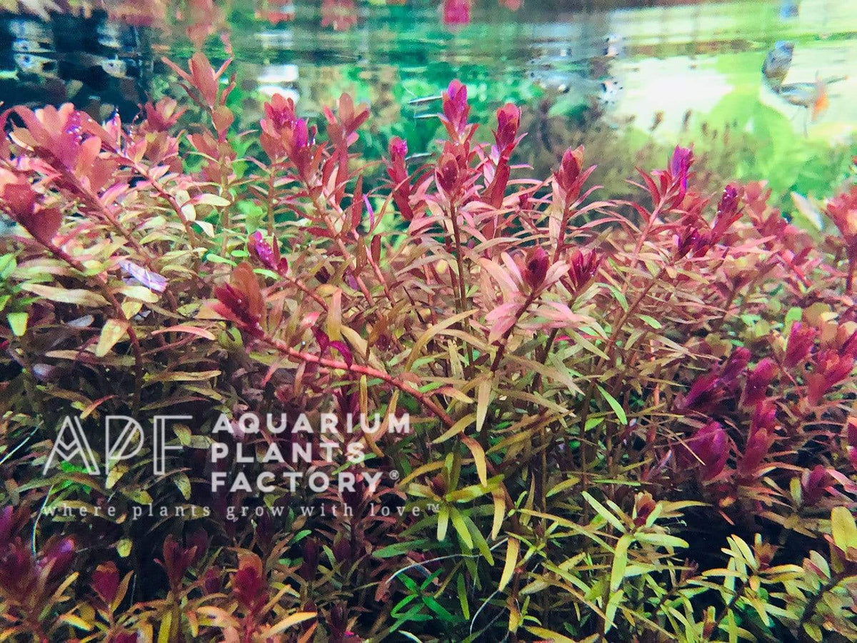Rotala Collections Aquascape APF Aquarium Plants Factory®
