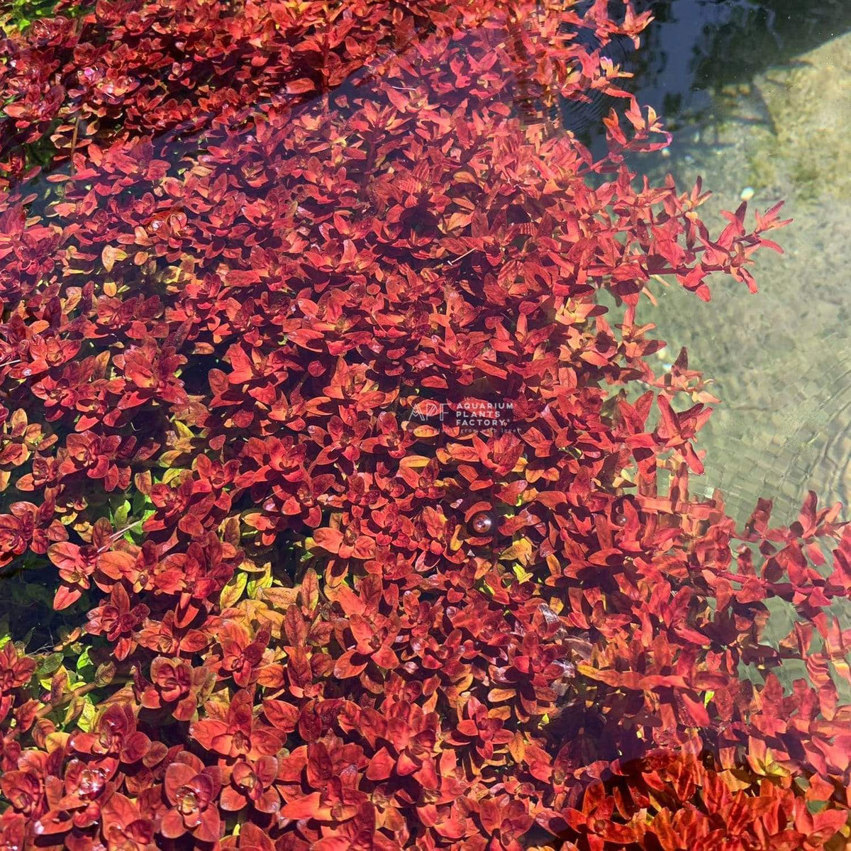 Rotala Mini Butterfly | APF Aquascape | Aquarium Plants Factory®