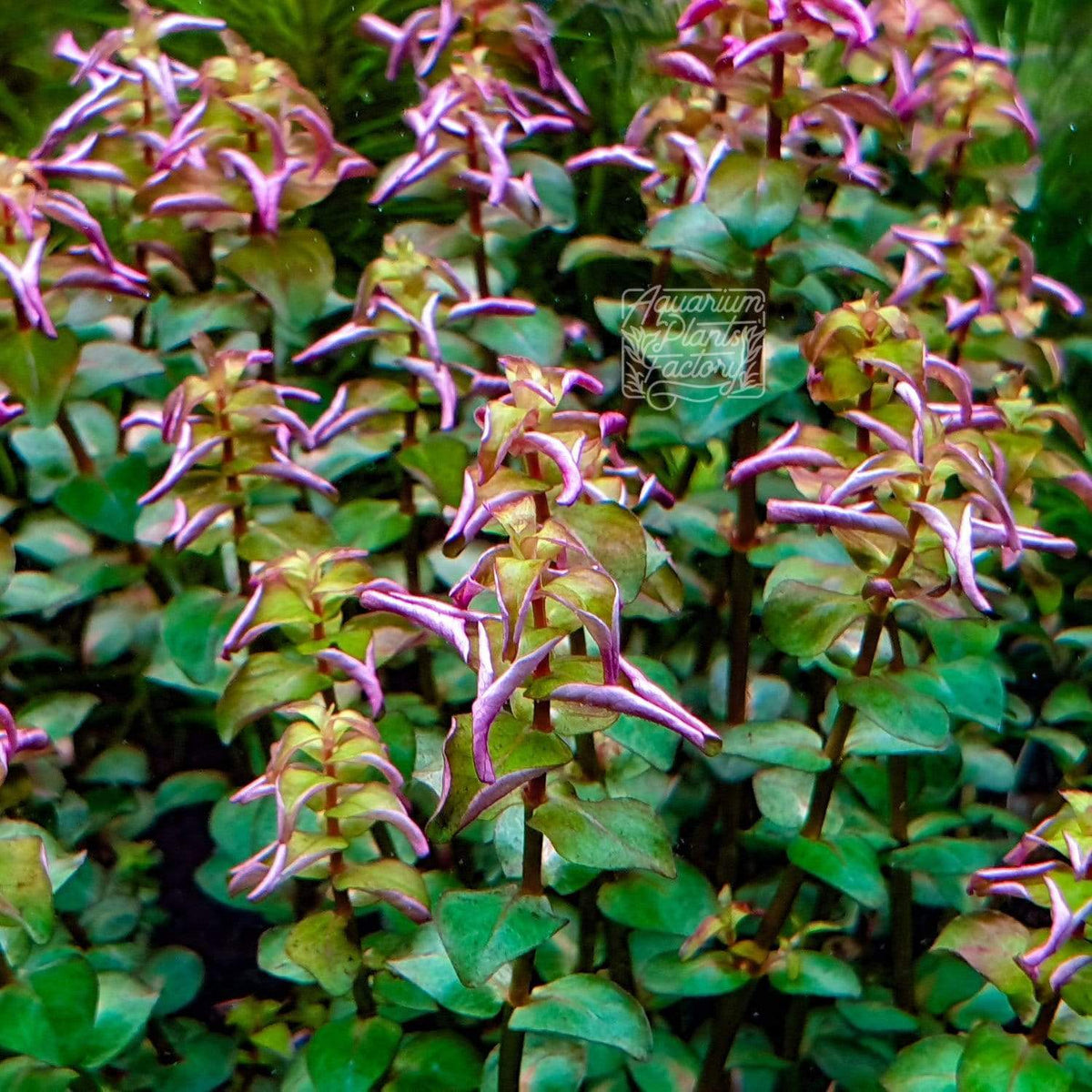 Rotala Macrandra 'Pearl Mini' | APF Aquarium Plants Factory®