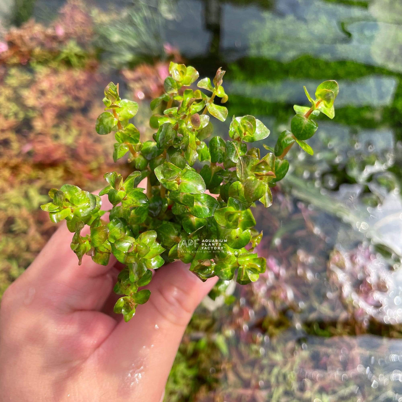 Rotala Macrandra 'Pearl Mini' | APF Aquarium Plants Factory®