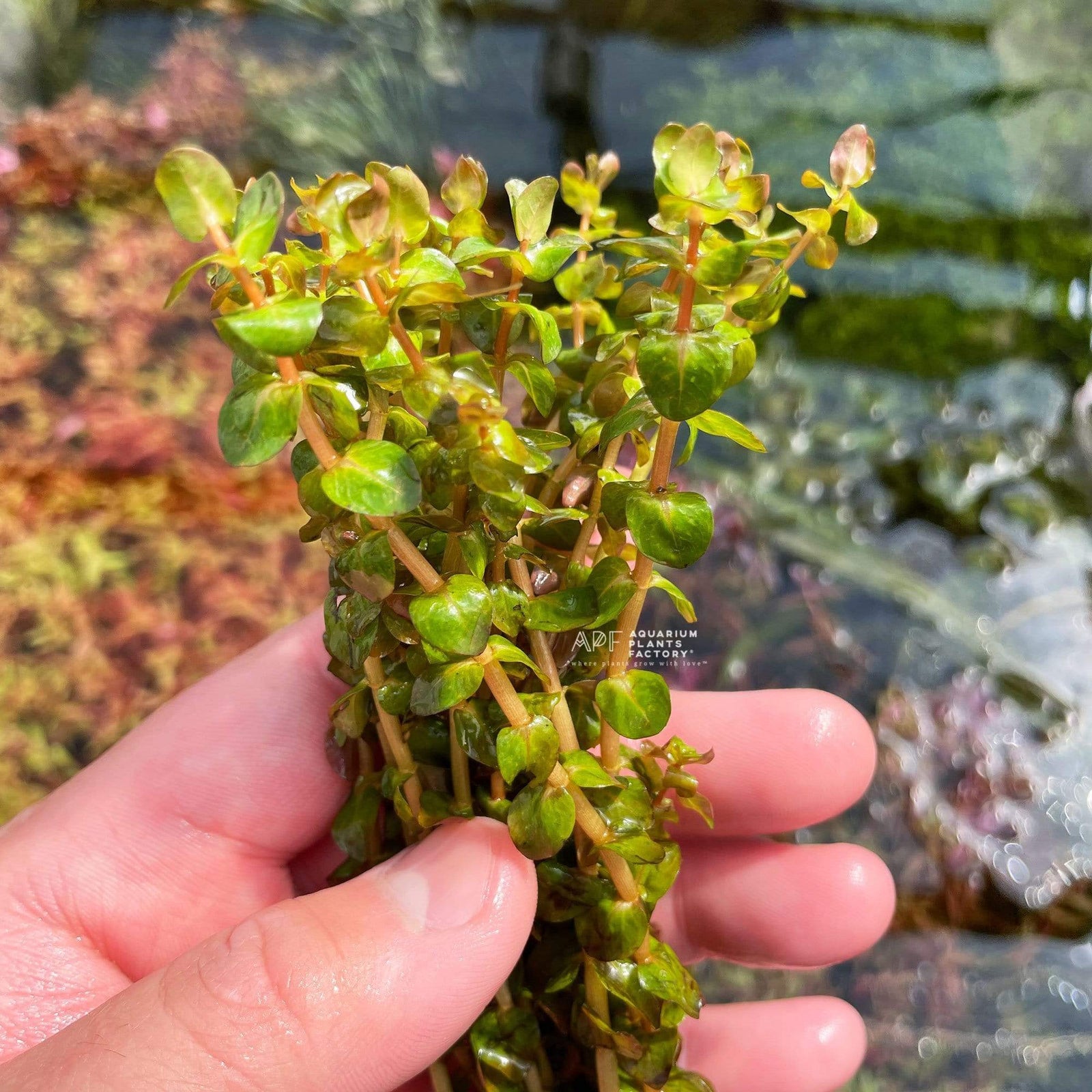 Rotala Macrandra 'Pearl Mini' | APF Aquarium Plants Factory®