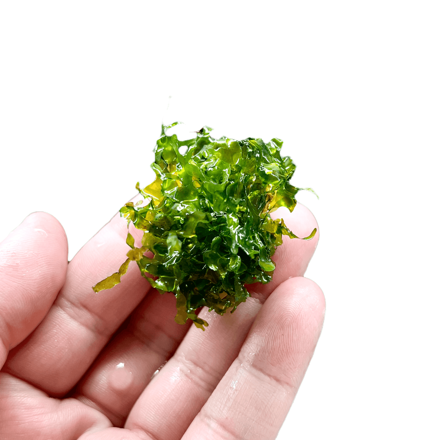 Subwassertang Round Pellia Moss APF Aquarium Plants Factory®