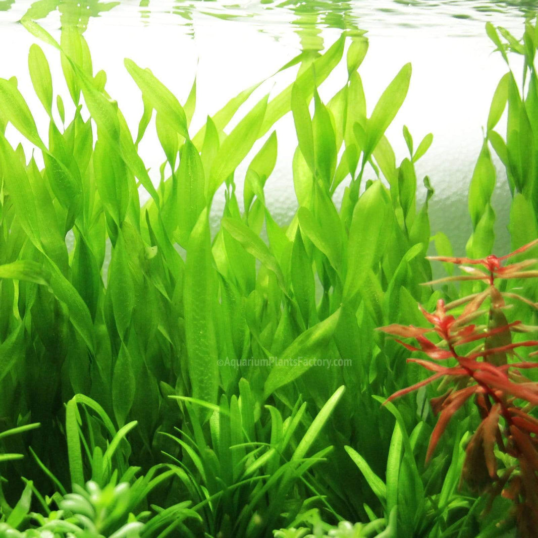 Vallisneria Collections Aquascape APF Aquarium Plants Factory®